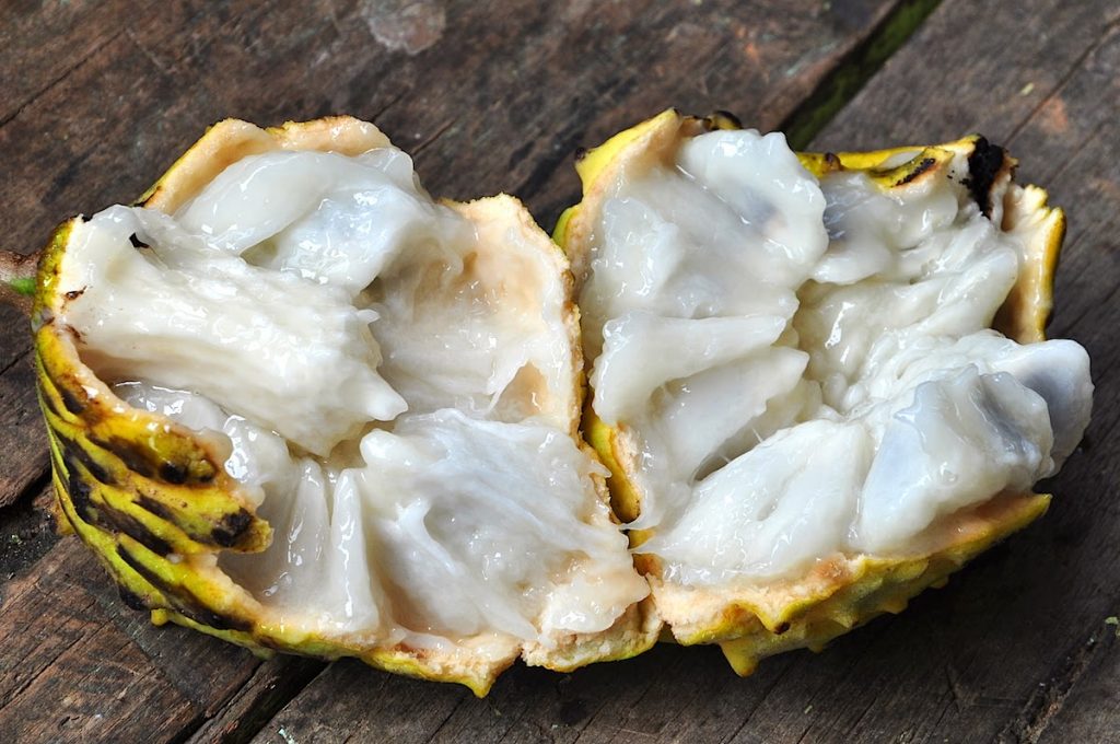 Frutas com B – Museu Língua Portuguesa