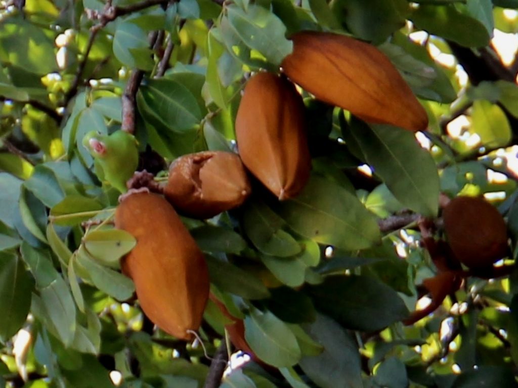 Frutas com M – Museu Língua Portuguesa