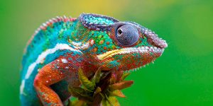 Animais com C – Museu Língua Portuguesa