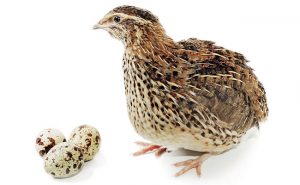 Animais com C – Museu Língua Portuguesa