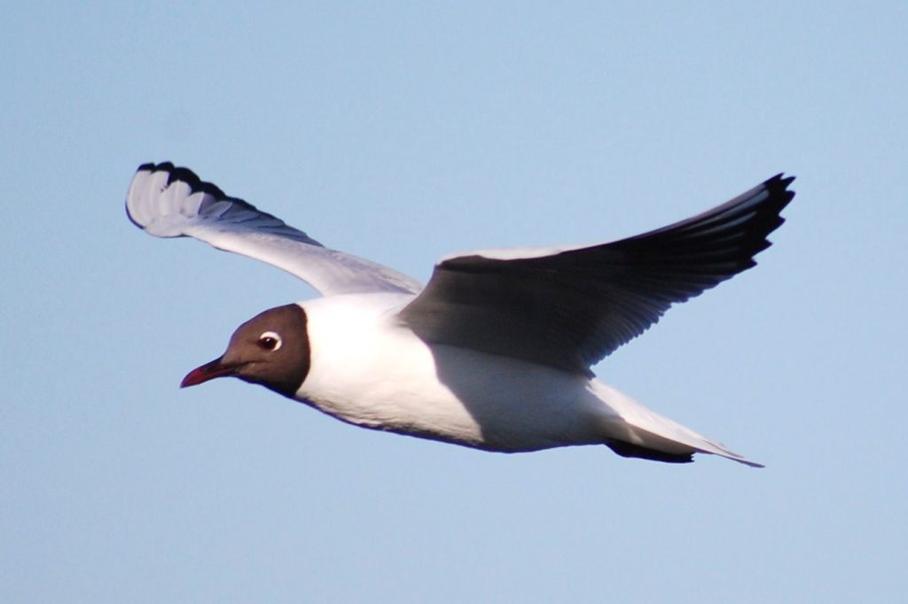 Gurijuba