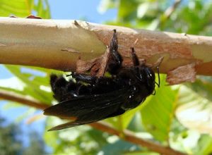 Animais com M – Museu Língua Portuguesa