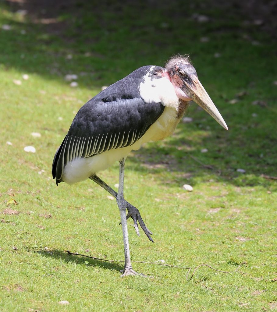 Marabu