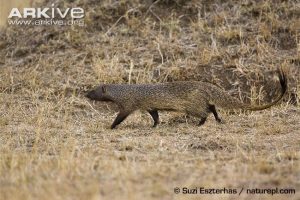 Animais com S – Museu Língua Portuguesa