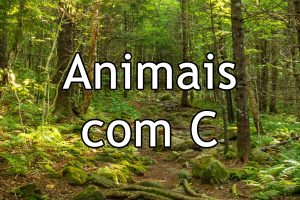 Animais com C – Museu Língua Portuguesa