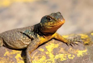 Animais com C – Museu Língua Portuguesa