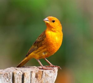 Animais com C – Museu Língua Portuguesa