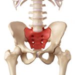 Partes do Corpo com S